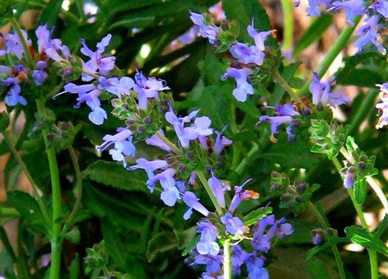 Black Sage, Salvia Mellifera, Fragrant Shrub, 10 Seeds, Easy Southwest ...