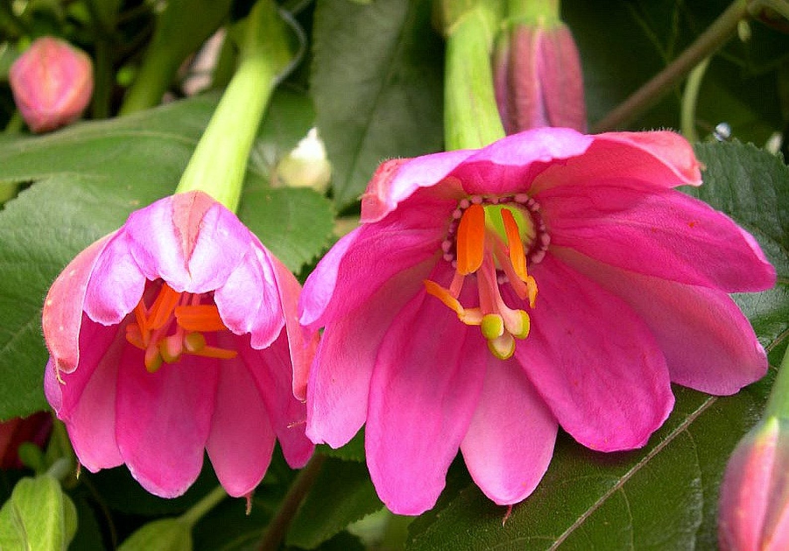Passiflora Mollissima, 10 Seeds, Banana Passion Fruit, Pink Blooms ...