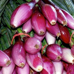 Italian Torpedo Onion 50 Seeds, Heirloom, Sweet Red Onion, Mild Flavor ...