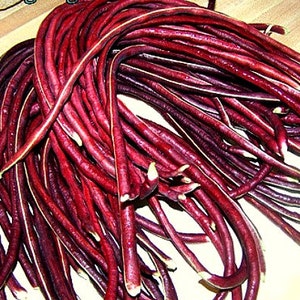 Red Noodle Bean, Yard Long Bean, 15 Heirloom Seeds, Asparagus Bean ...