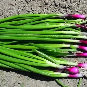 Scarlet Scallions, Japanese Heirloom, 50 Seeds, Non GMO, Red Green ...