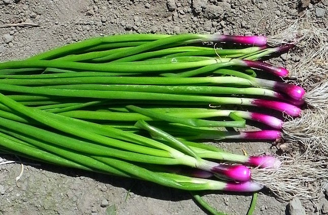 Scarlet Scallions, Japanese Heirloom, 50 Seeds, Non GMO, Red Green ...