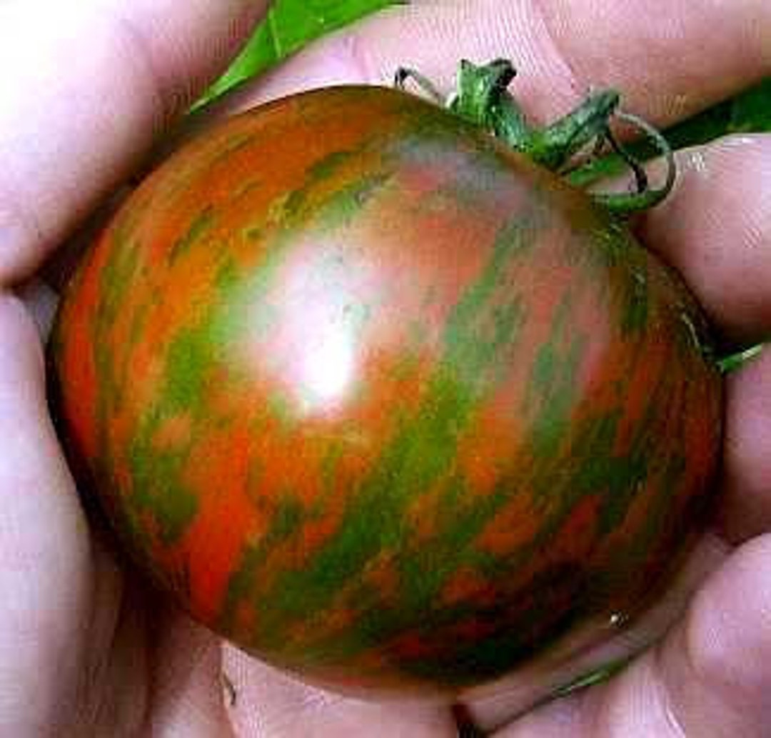 Black Zebra, Cherry Tomato, 15 Heirloom Seeds, Showy Fruit, Rich Flavor ...