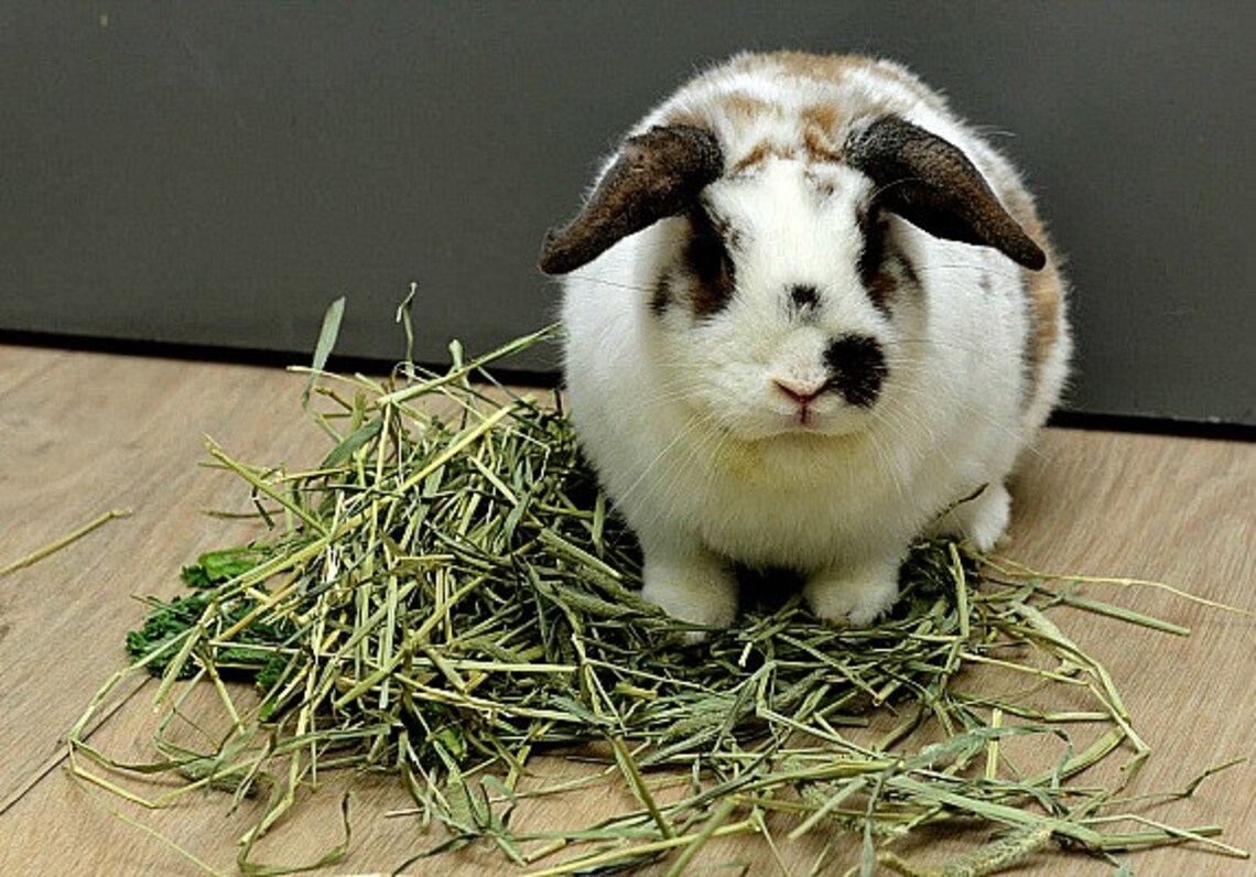 Timothy Hay Seed, Grow Your Own Rabbit Feed, 2000 Seeds, Best for ...