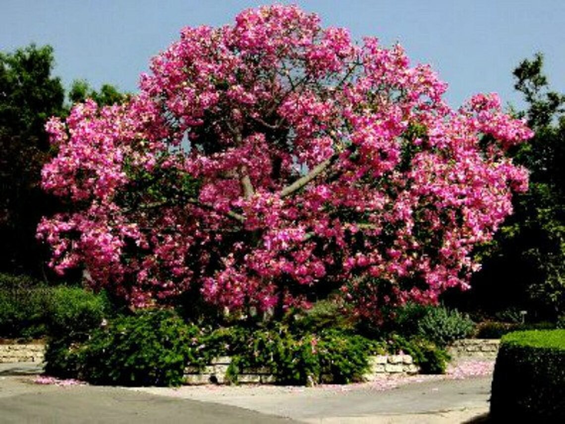 Silk Floss Tree Chorisia 10 Seeds Ceiba Kapok Tree Huge - Etsy