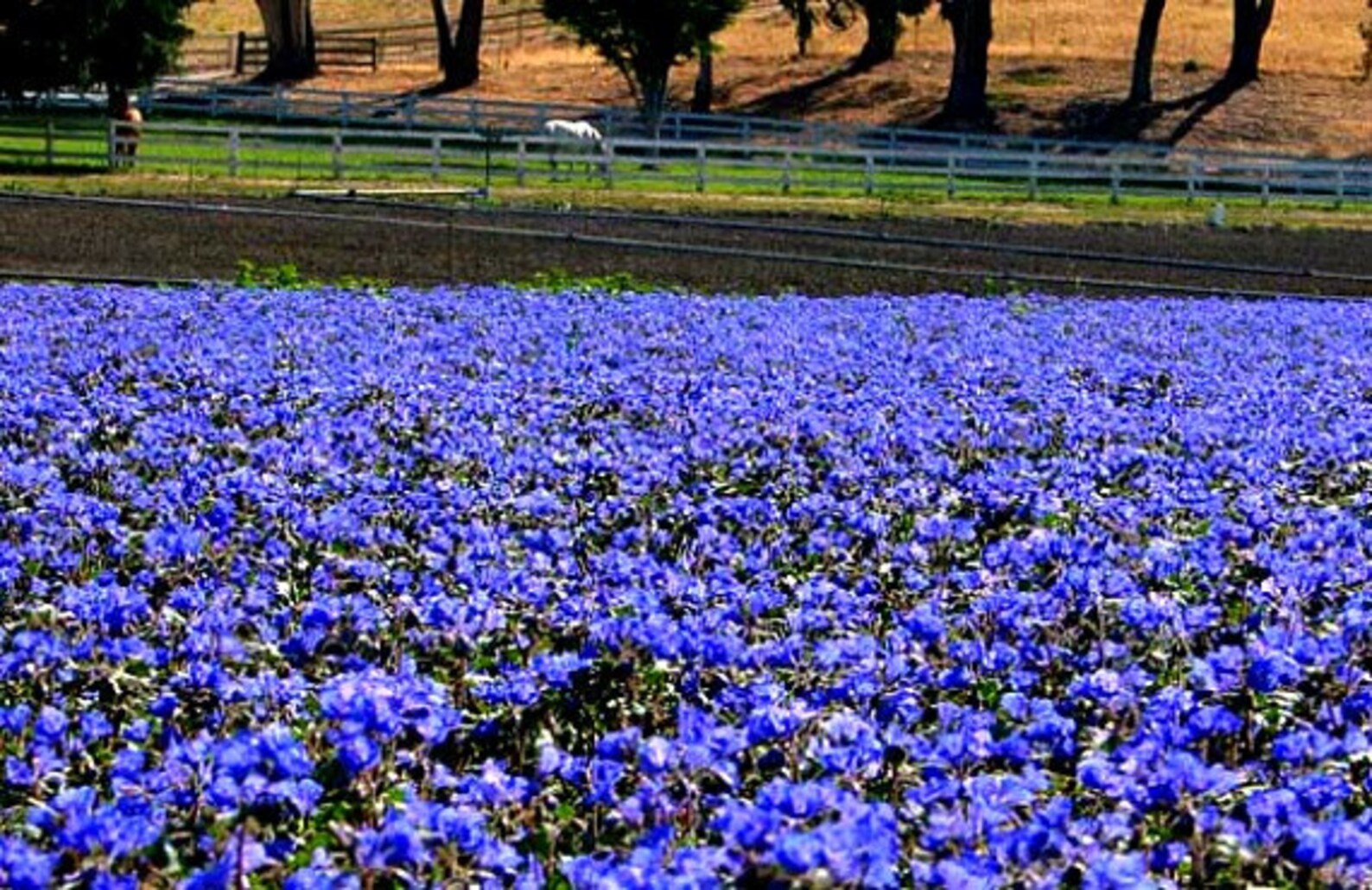 Desert Bluebells, Phacelia Campanularia, 500 Seeds, Electric Blue ...
