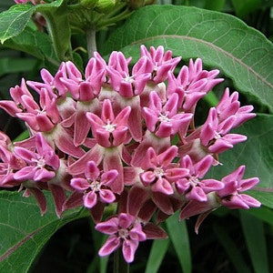 Asclepias Incarnata, Swamp Milkweed, 25 Seeds, Pink Butterfly Weed ...
