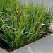 Fortnight Lily, Dietes Grandiflora, 10 Seeds, African Lily, Drought ...