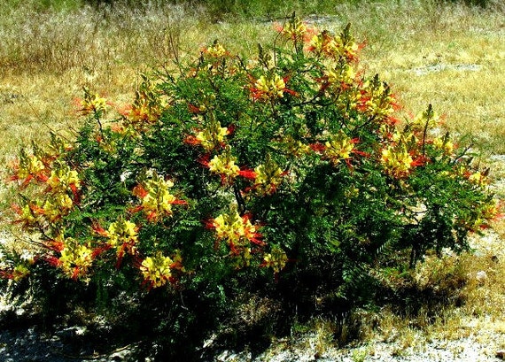 Desert Bird Of Paradise