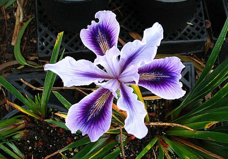 Pacific Coast Iris, Iris Douglasiana, 10 Seeds, Wild Iris, Brilliant ...