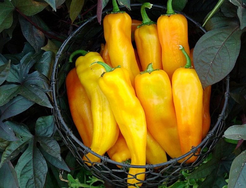Golden Marconi, Sweet Roasting Pepper, 10 seeds, Italian heirloom ...