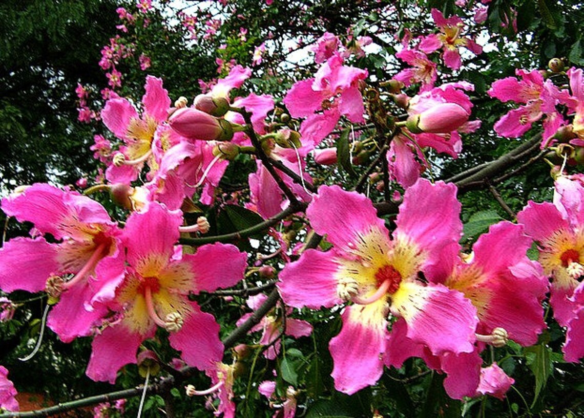 Silk Floss Tree Chorisia 10 Seeds Ceiba Kapok Tree Huge - Etsy