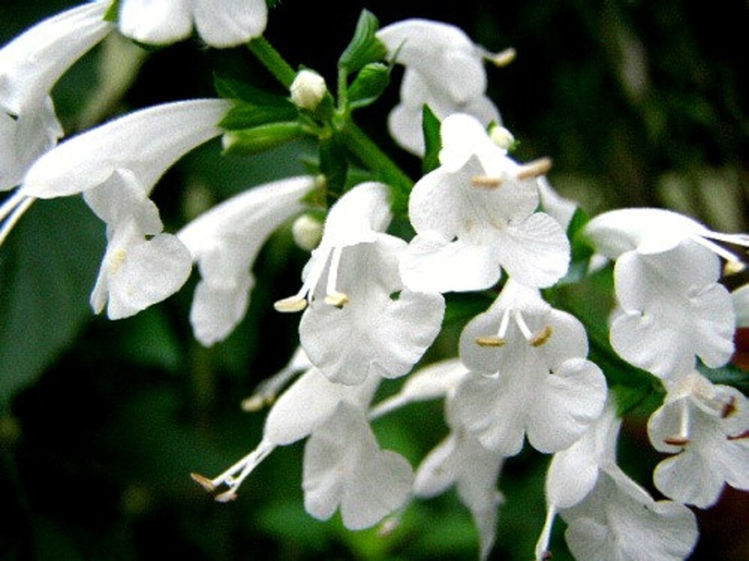 Snow Nymph, Salvia Coccinea, 10 Seeds, Frilly Blooms, Great Cut Flower ...
