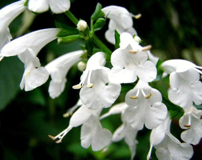 Snow Nymph, Salvia Coccinea, 10 Seeds, Frilly Blooms, Great Cut Flower ...