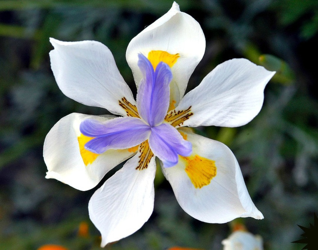 Fortnight Lily, Dietes Grandiflora, 10 Seeds, African Lily, Drought ...