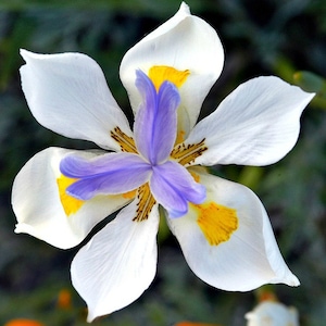 Fortnight Lily, Dietes Grandiflora, 10 Seeds, African Lily, Drought ...