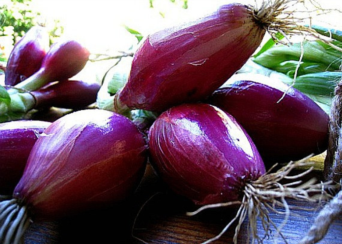 Italian Torpedo Onion 50 Seeds, Heirloom, Sweet Red Onion, Mild Flavor ...