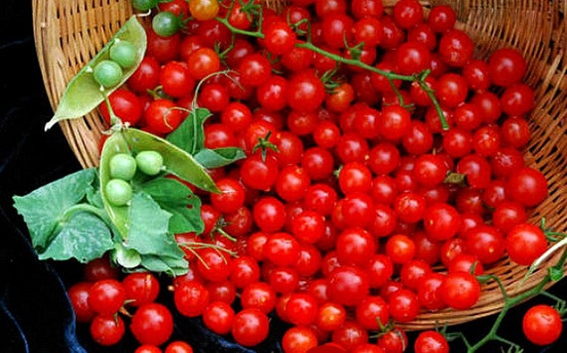 Mexico Midget, Tiny Heirloom Tomato, 10 Seeds, Currant Cherry, Big ...