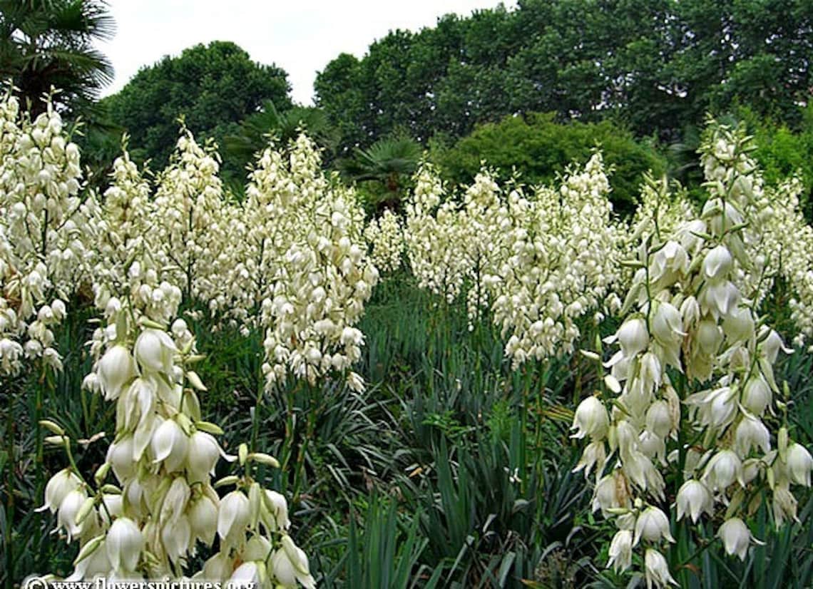 Yucca Seed Collection: 8 Showy Desert Species, Zones 5-9 (15 Seeds) - Etsy