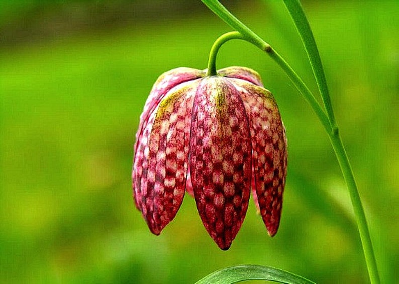Checkered Lily Fritillaria meleagris 15 seeds woodland | Etsy