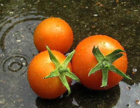 Flamme Tomato French Heirloom Tangy Flavor 15 Seeds Non - Etsy