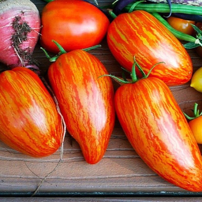 Striped Tomato - Etsy