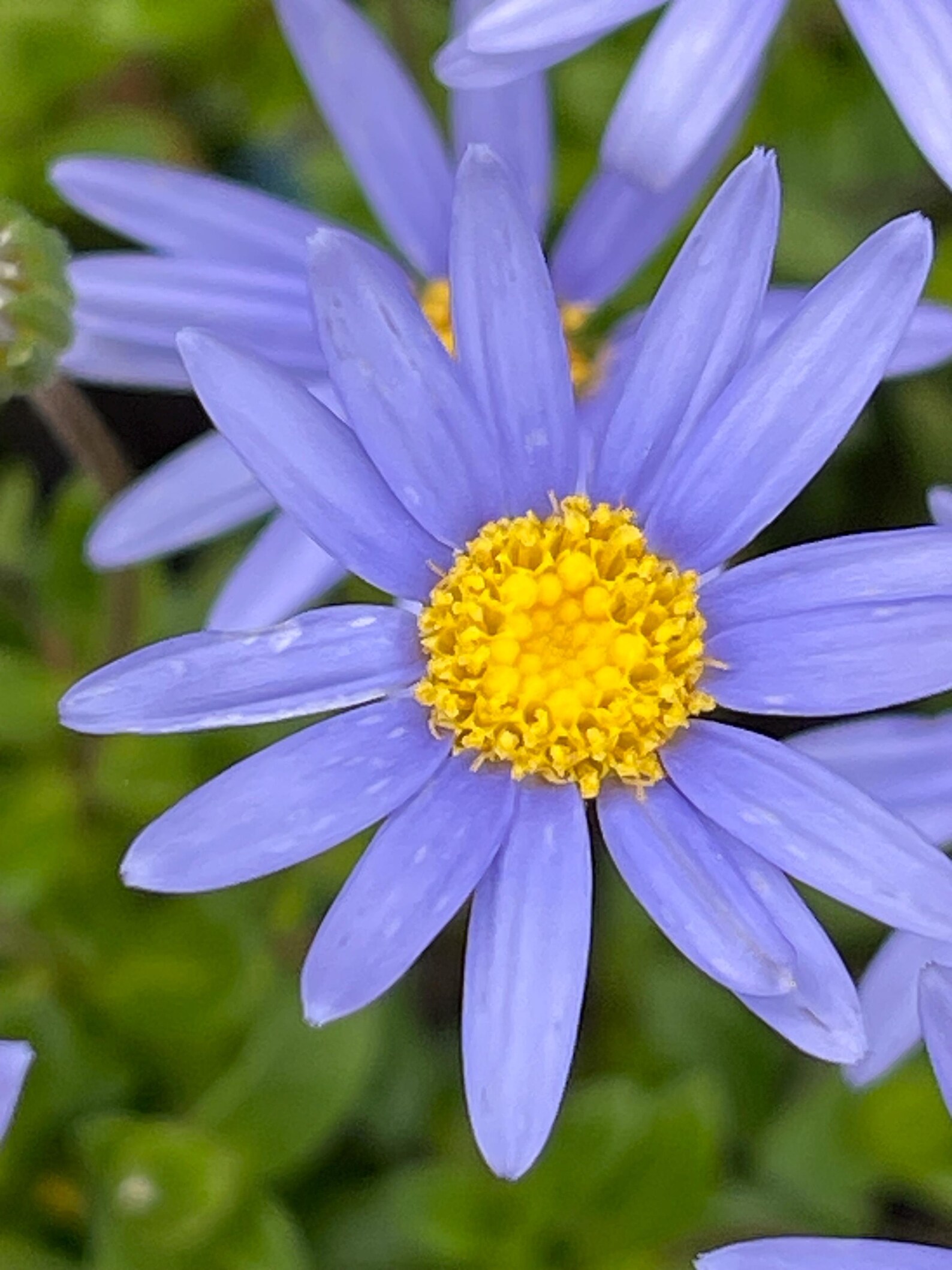 Blue Marguerite, Felicia Amelloides, 15 Seeds, Full Sun, Sturdy ...