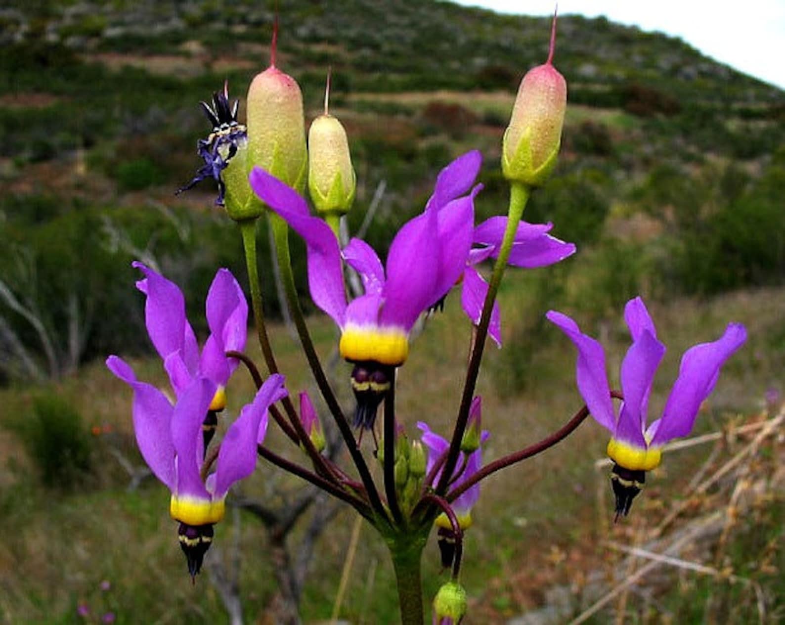 Amethyst Shooting Star Fuchsia Woodsy Wildflower 15 Seeds - Etsy