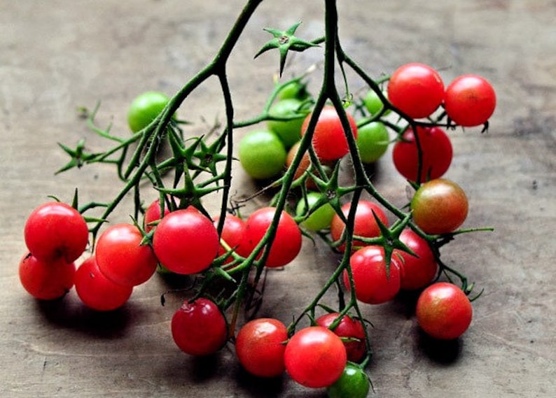 Matt's Wild Cherry Tomato, 15 seeds, Mexican heirloom, tiny red fruit ...