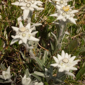 Edelweiss, Leontopodium Alpinum, Hardy in Zones 4-7, Perennial. Thrives ...