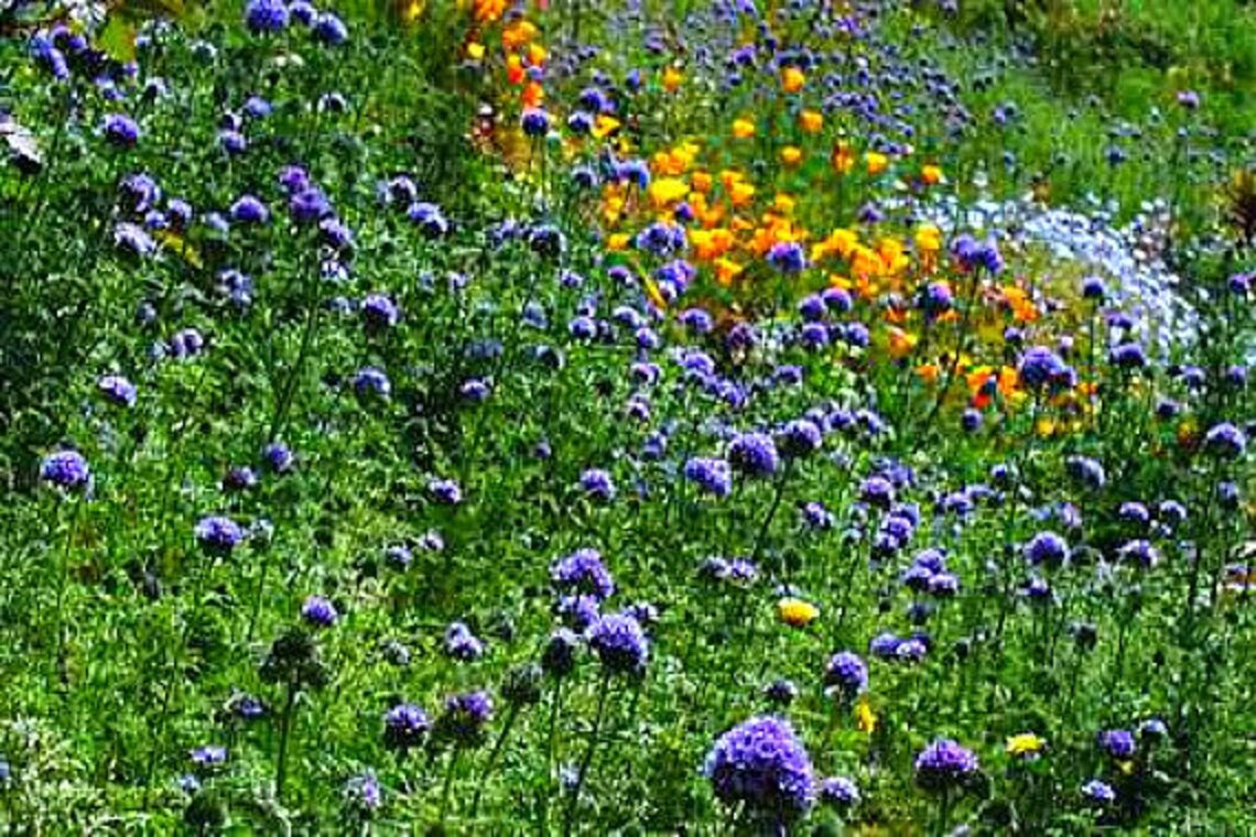 Blue Thimble Flower, 250 Seeds, Gilia Capitata, Blue Wildflower, Great ...
