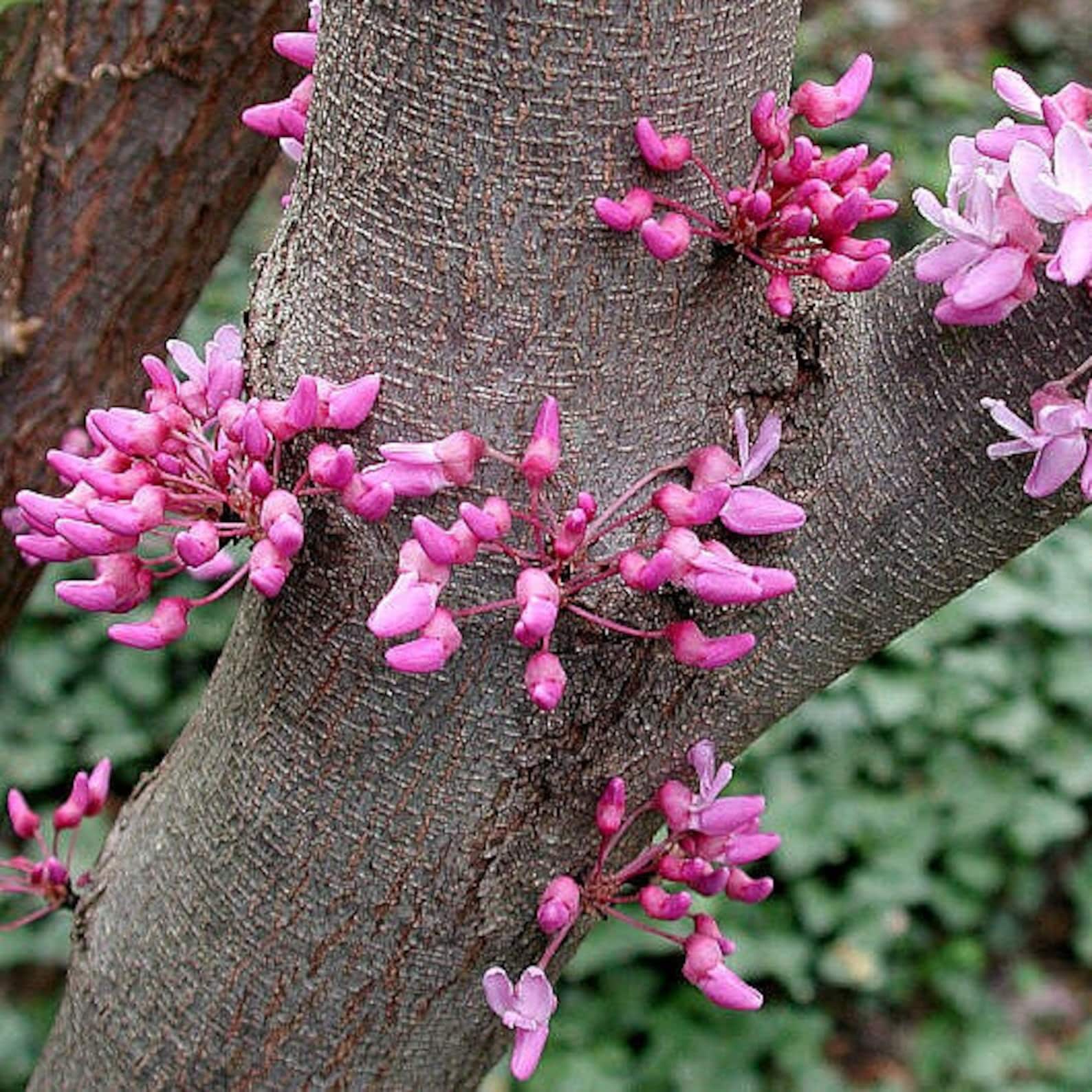Cercis Canadensis Eastern Redbud 10 Seeds Cold Hardy Zones - Etsy