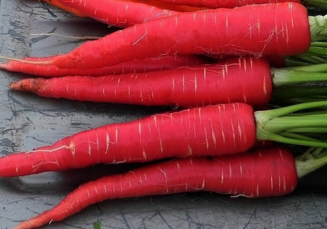 Kyoto Red Carrot, Japanese Heirloom, 100 Rare Seeds, Non GMO, Super ...