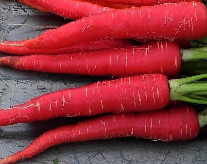 Kyoto Red Carrot Japanese Heirloom 100 Rare Seeds Non GMO - Etsy