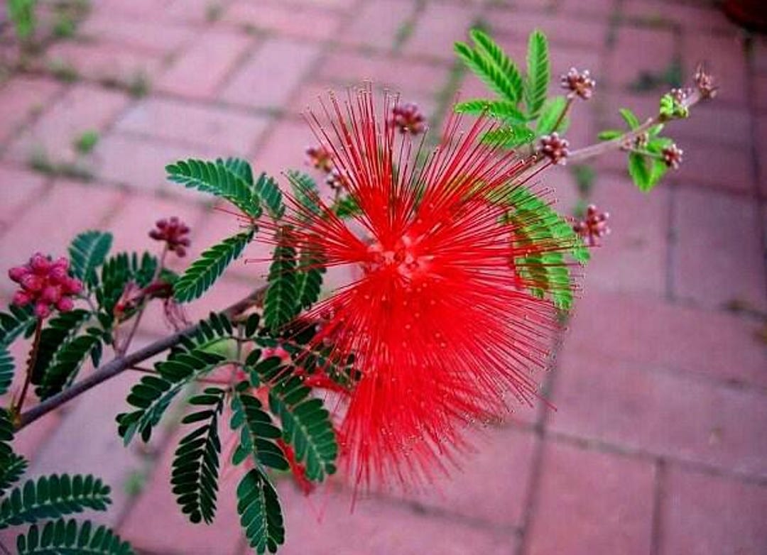 Baja Fairy Duster, 5 Seeds, Calliandra Californica, Red Puff Blossoms ...