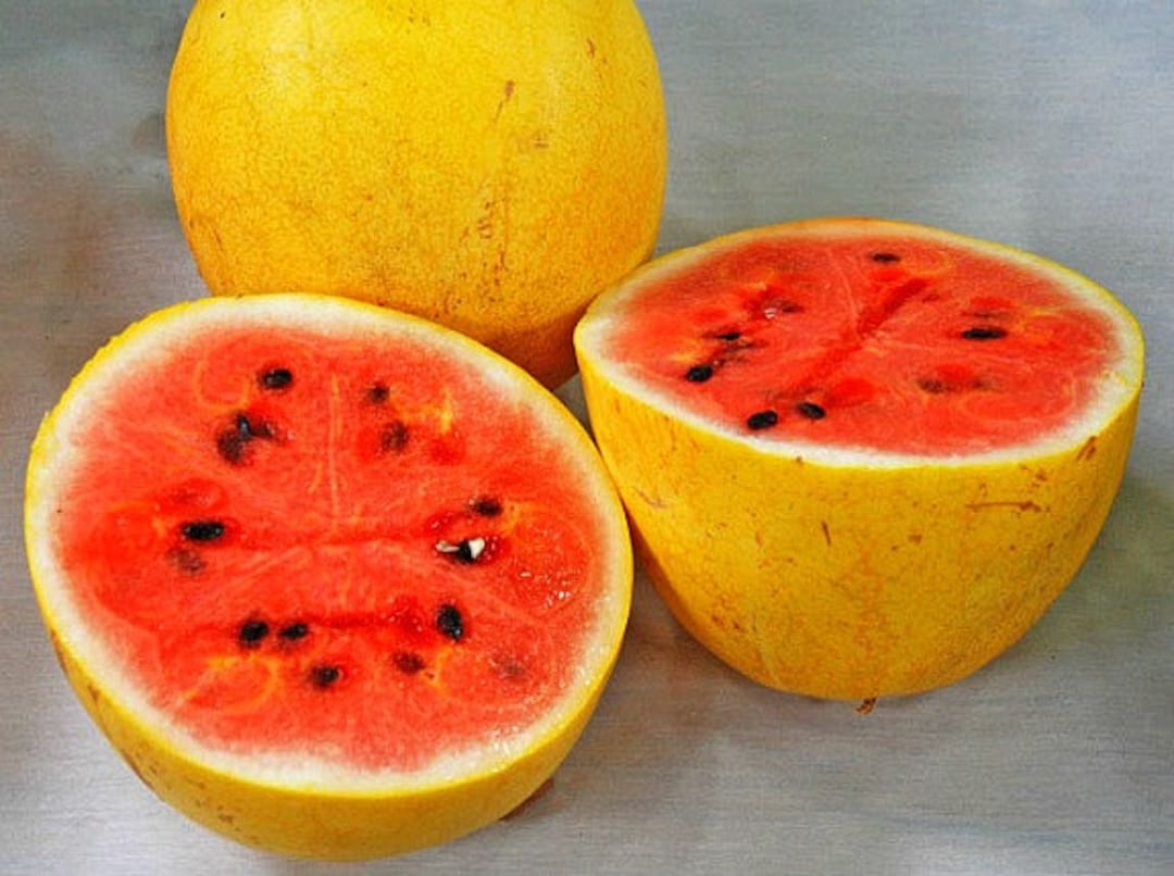 Golden Midget Watermelon, 10 Organic Seeds, Sweet Pink Flesh, Yellow ...