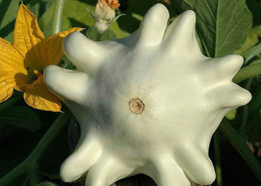 Spaceship Squash, Yugoslavian Finger Fruit, Rare Heirloom Seeds, Non ...