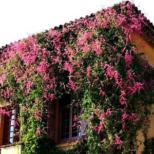 Antigonon Leptopus, Coral Love Vine, 10 Seeds, Vibrant Pink Climber for ...