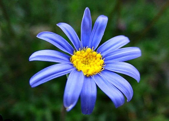 Blue Marguerite, Felicia Amelloides, 15 Seeds, Full Sun, Sturdy ...