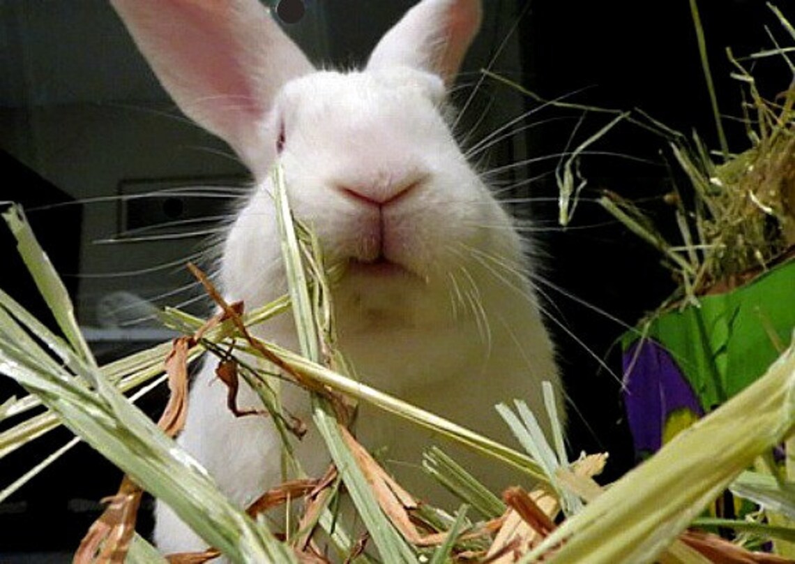 Timothy Hay Seed, Grow Your Own Rabbit Feed, 2000 Seeds, Best for ...