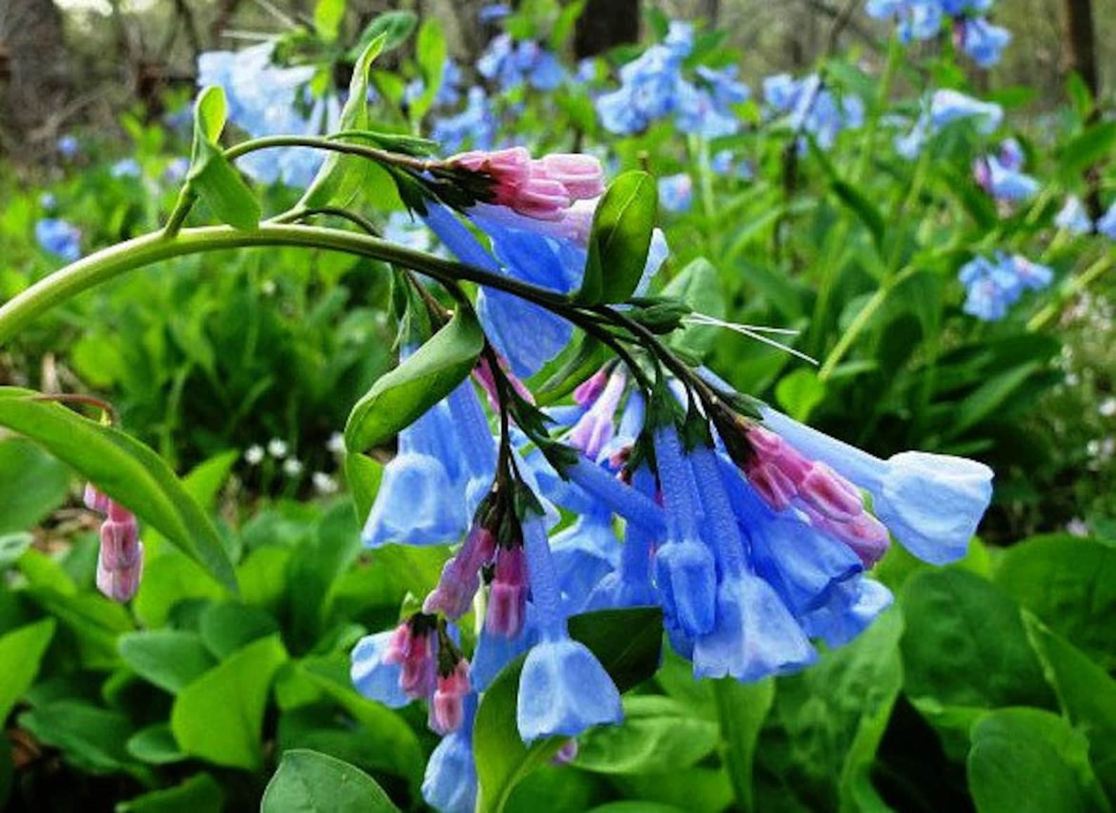 Virginia Bluebells, 10 Seeds, Mertensia Virginica, Woodsy Wildflower ...