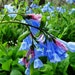 Virginia Bluebells, 10 Seeds, Mertensia Virginica, Woodsy Wildflower ...