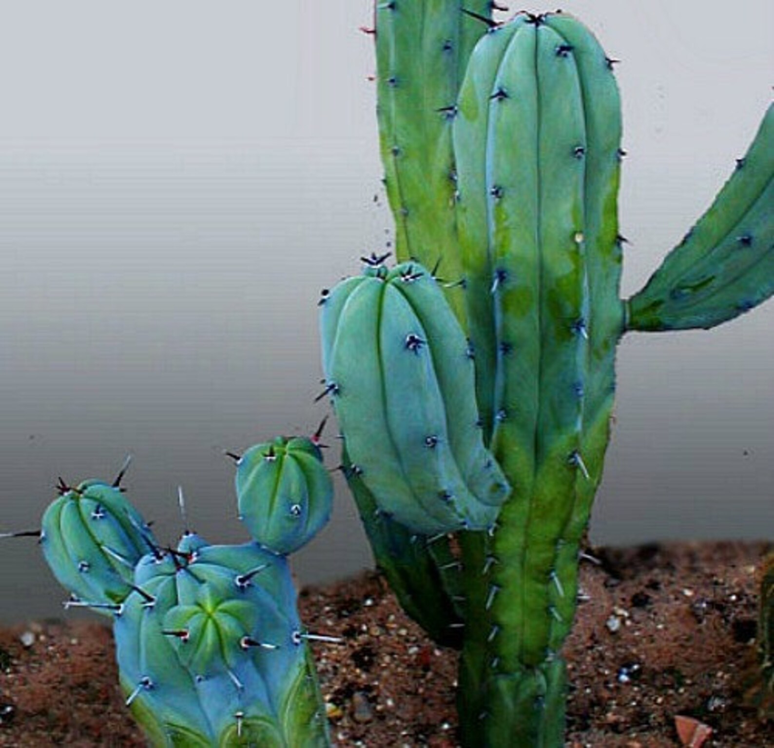 Bilberry Cactus, Vivid Blue, 10 Seeds, Sweet Magenta Berries, Delicious ...