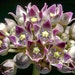Calotropis Procera, Milkweed Tree, Crown Flower, 10 Seeds, Butterfly ...