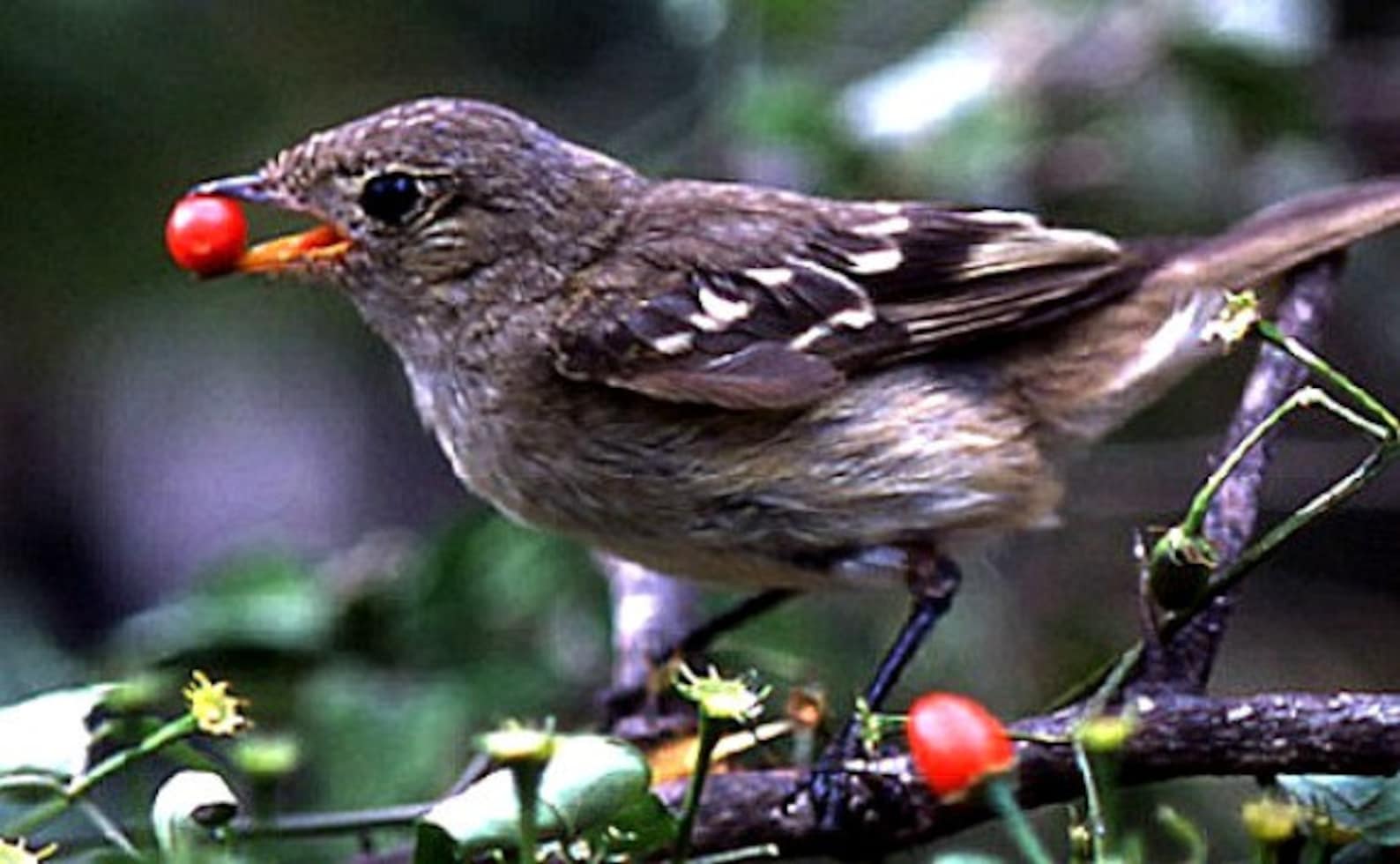 Pequin Pepper, Bird Pepper, Tiny Wild Heirlooom, 10 Seeds, Pea Sized ...