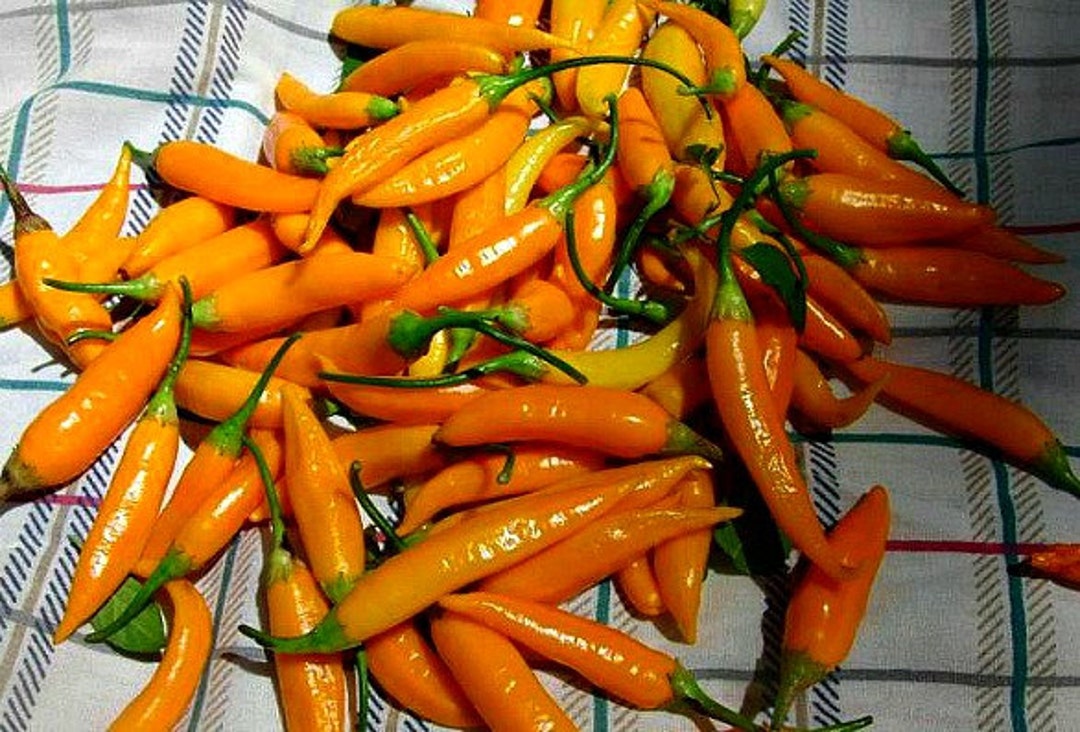 Datil Pepper World's Hottest Chile Fruity Flavor 10 - Etsy