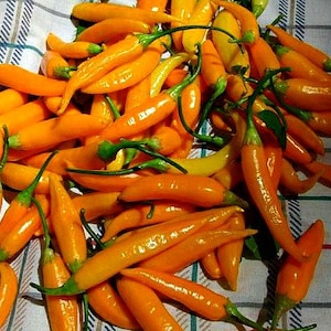 Datil Pepper, World's Hottest Chile, Fruity Flavor, 10 Rare Seeds, Old ...