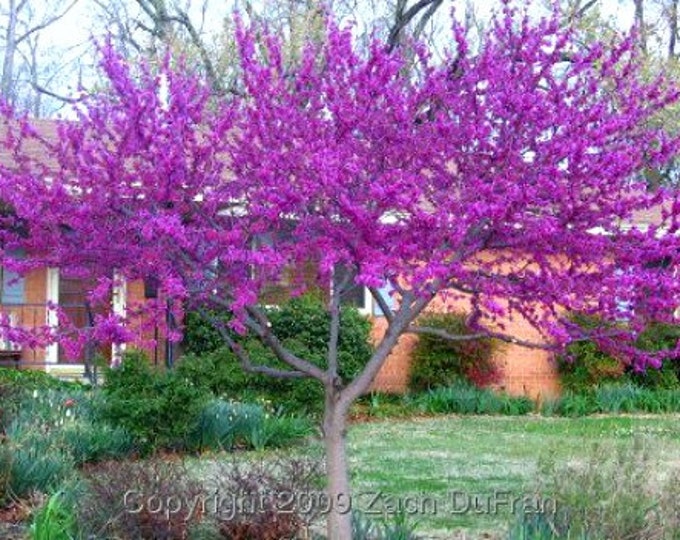 Western Redbud Tree, Cercis Occidentalis, 10 Seeds, Showy Bloomer ...