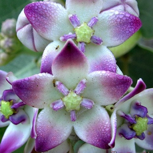 Calotropis Procera, Milkweed Tree, Crown Flower, 10 Seeds, Butterfly ...