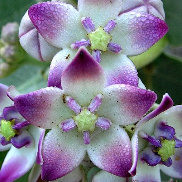 Zone 9 Plants - Etsy